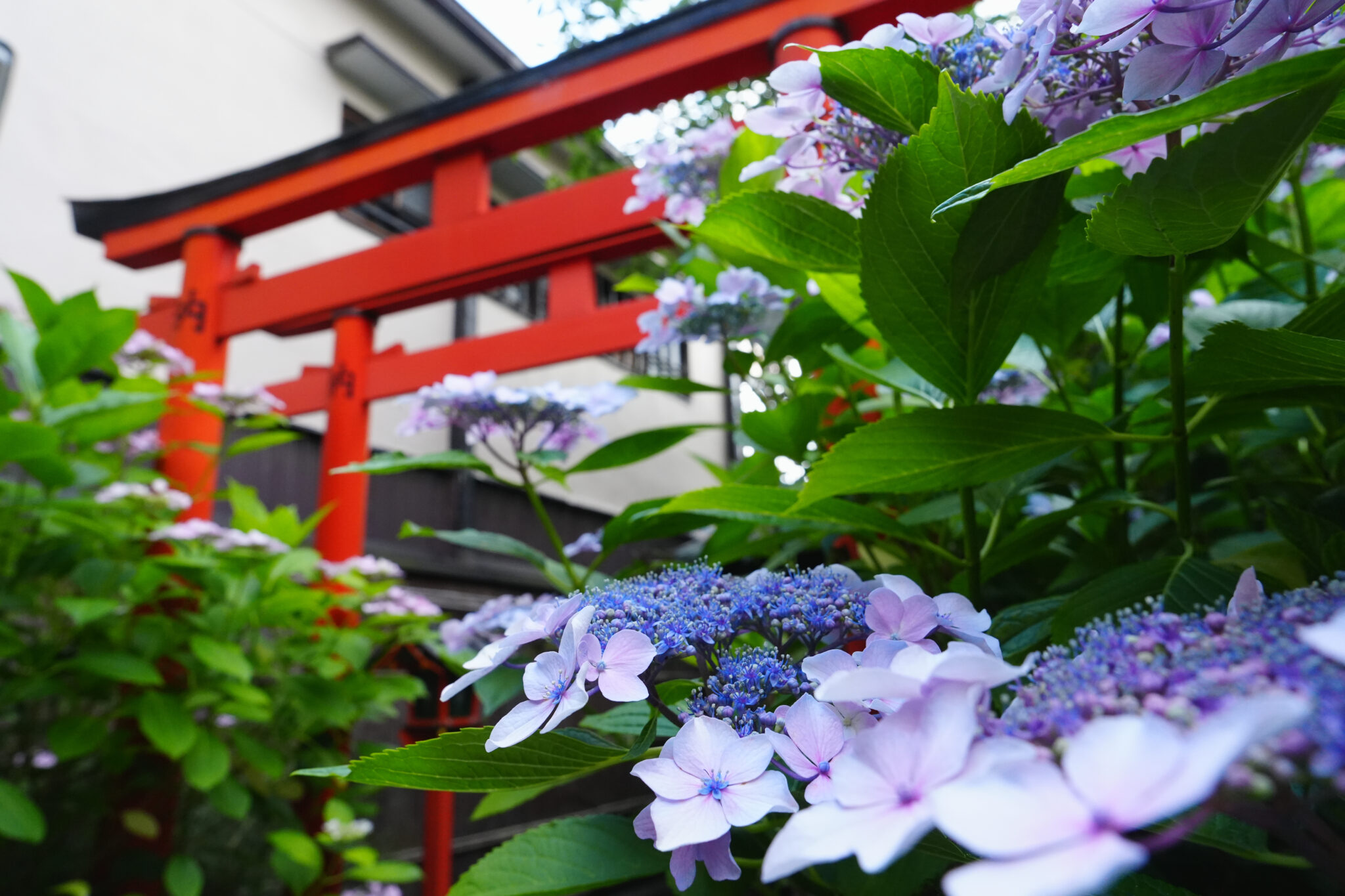 ソニー FE 24-70mm F2.8 GM II レビュー｜葛原よしひろ | ShaSha