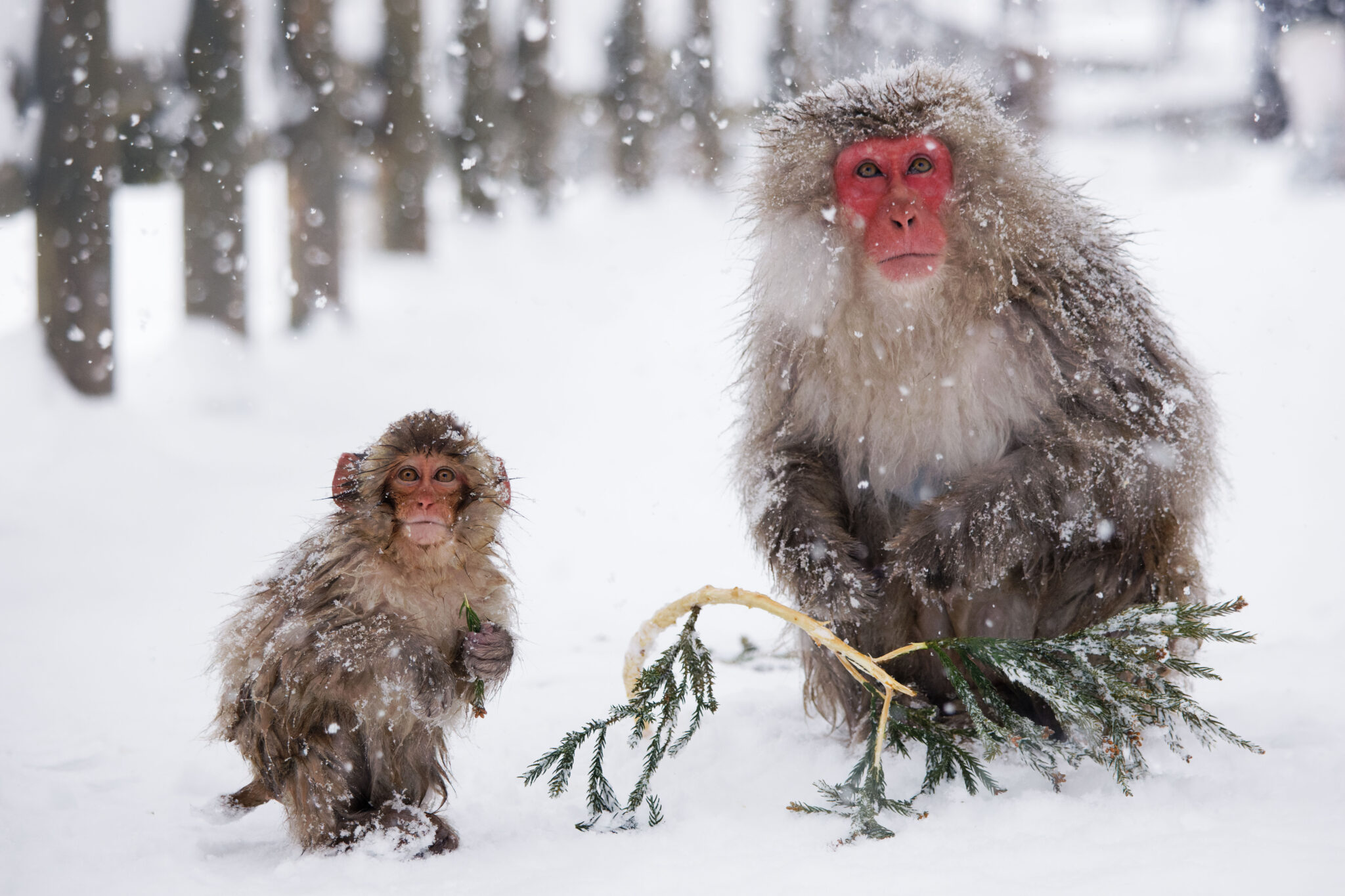 【募集終了】カメラのキタムラ フォトコンテスト2022〈秋冬〉のお知らせ | ShaSha