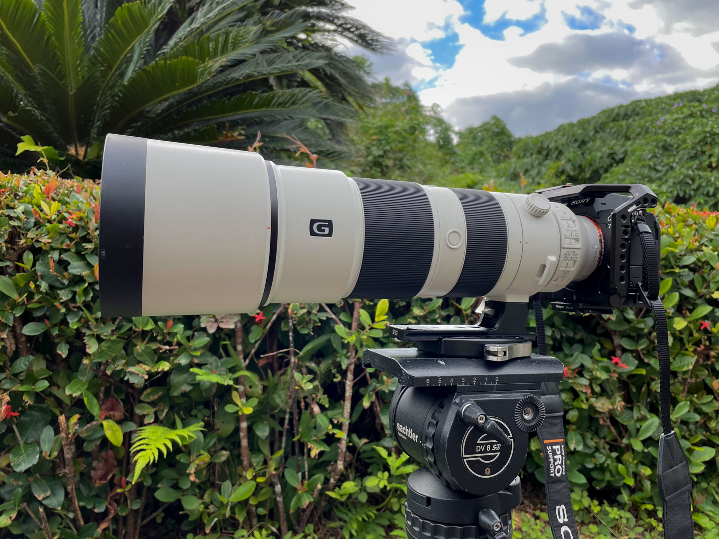 ソニー FE 200-600mm F5.6-6.3 G OSS レビュー｜野生動物写真家おすすめの超望遠ズームレンズ | ShaSha