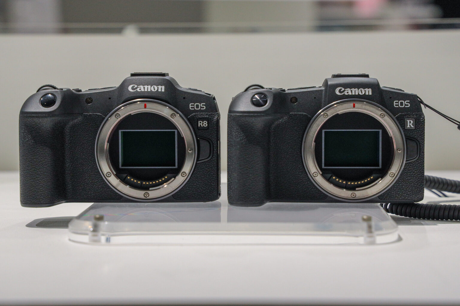 キヤノン EOS R8登場！｜小型・軽量で最新機能を搭載した万能カメラ | ShaSha