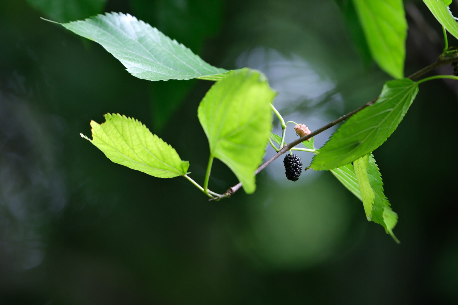 富士フイルム X-S20 レビュー｜野生鳥獣までカバーする最強の多用途カメラの実力とは？ | ShaSha