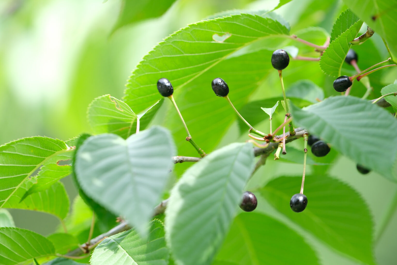 富士フイルム X-S20 レビュー｜野生鳥獣までカバーする最強の多用途カメラの実力とは？ | ShaSha