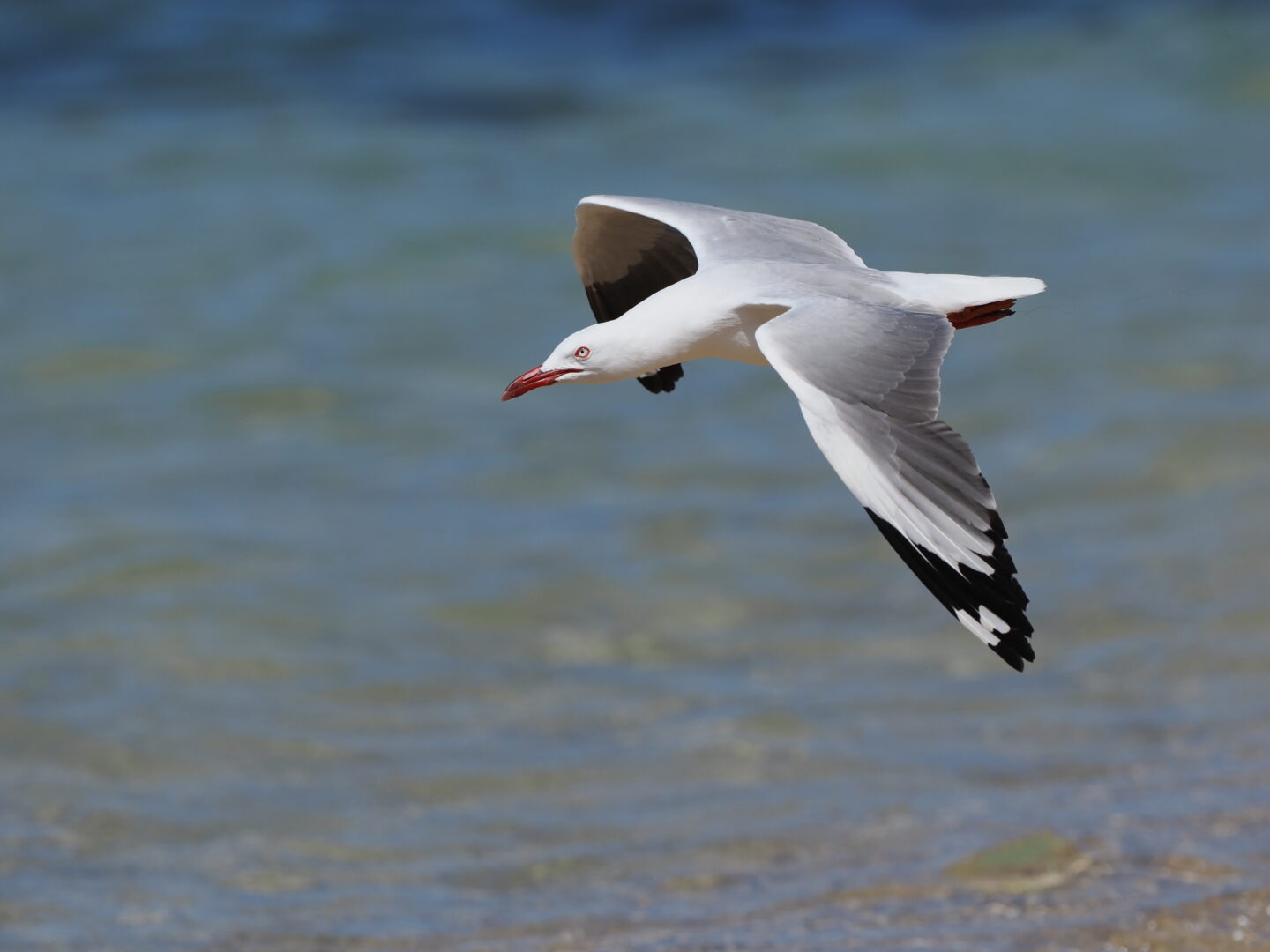 2400mmが手持ちで狙える！OM SYSTEM M.ZUIKO DIGITAL ED 150-600mm F5.0-6.3 IS｜発売直前に ...