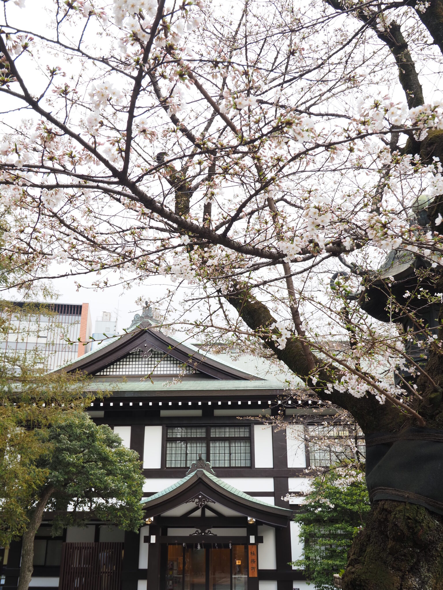 手のひらに収まるコンパクトさと高画質を両立する軽量な広角ズームレンズ｜OM SYSTEM M.ZUIKO DIGITAL ED 9-18mm F4.0-5.6 II | ShaSha