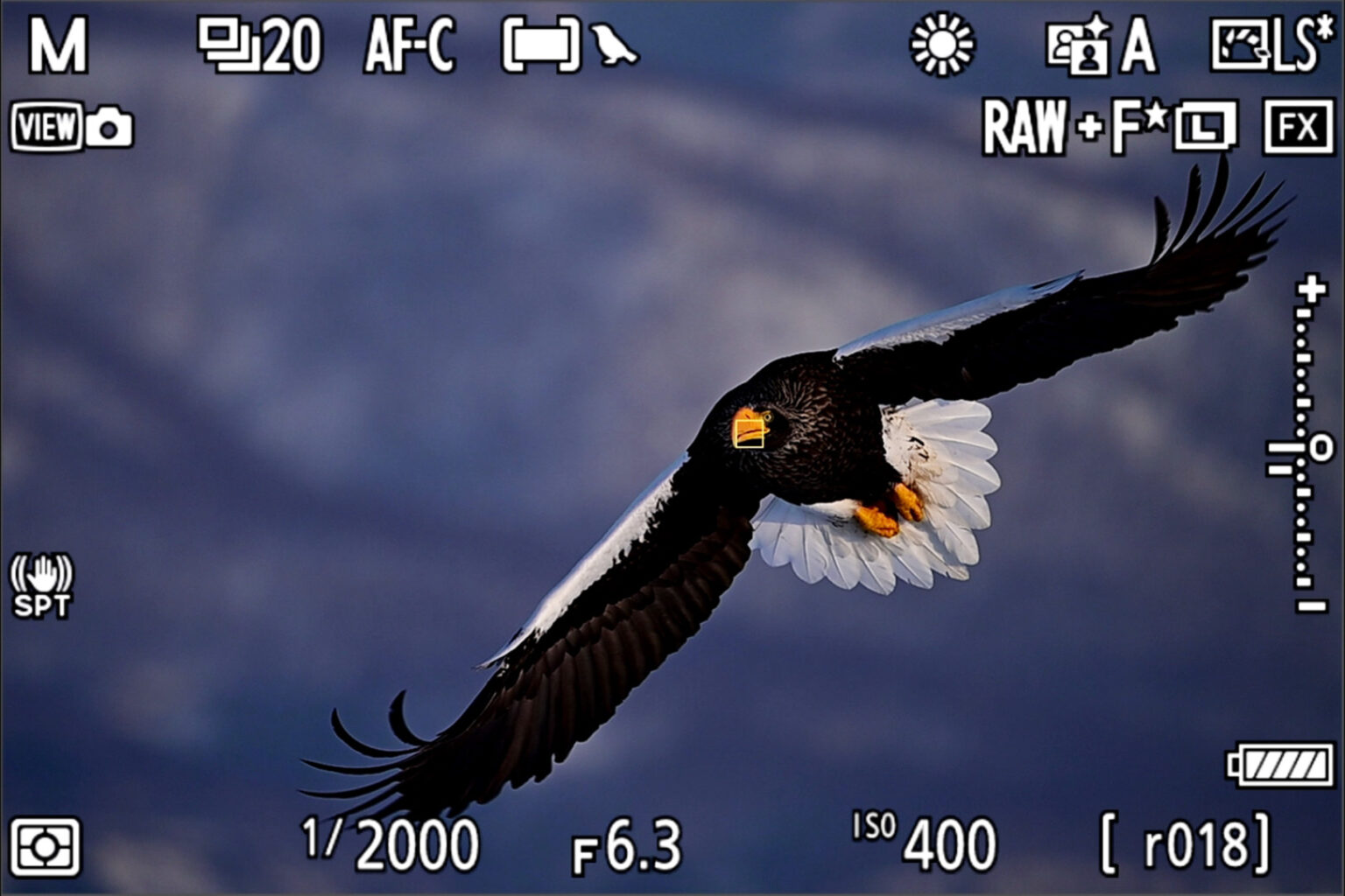 ニコン Z 8レビュー｜Ver.2.00で追加された鳥検出AFと、野鳥撮影に便利なカスタマイズ | ShaSha