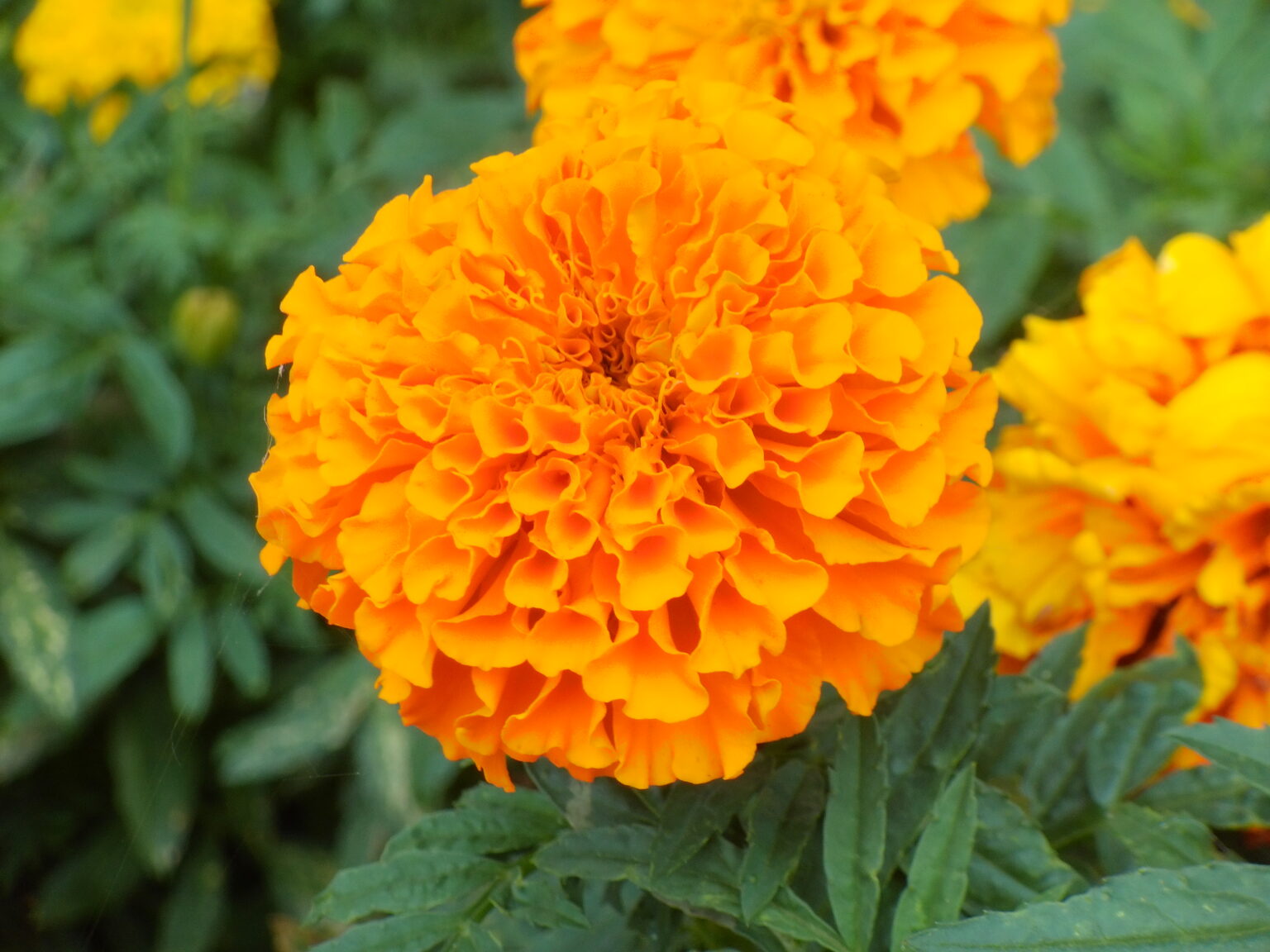 光学5倍ズームで静止画も動画も楽しめる！ケンコー・トキナーのコンパクトデジタルカメラ「KC-ZM08」｜リアカメラ搭載で自撮りも思いのまま | ShaSha