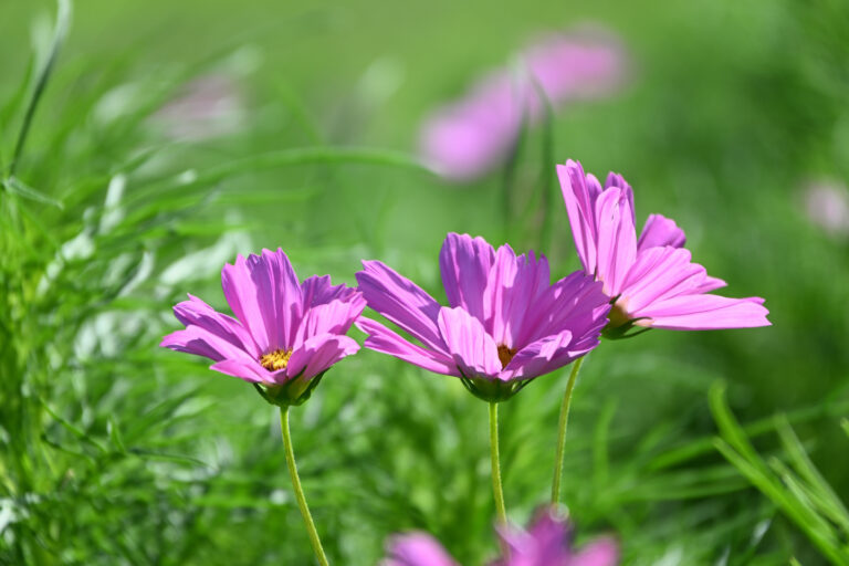 撮ることを夢中にさせるカメラ、ニコン Z50II | ShaSha