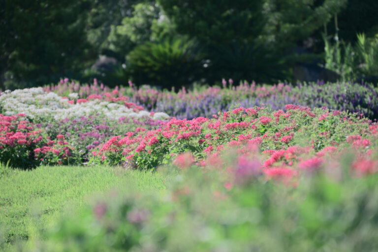 撮ることを夢中にさせるカメラ、ニコン Z50II | ShaSha