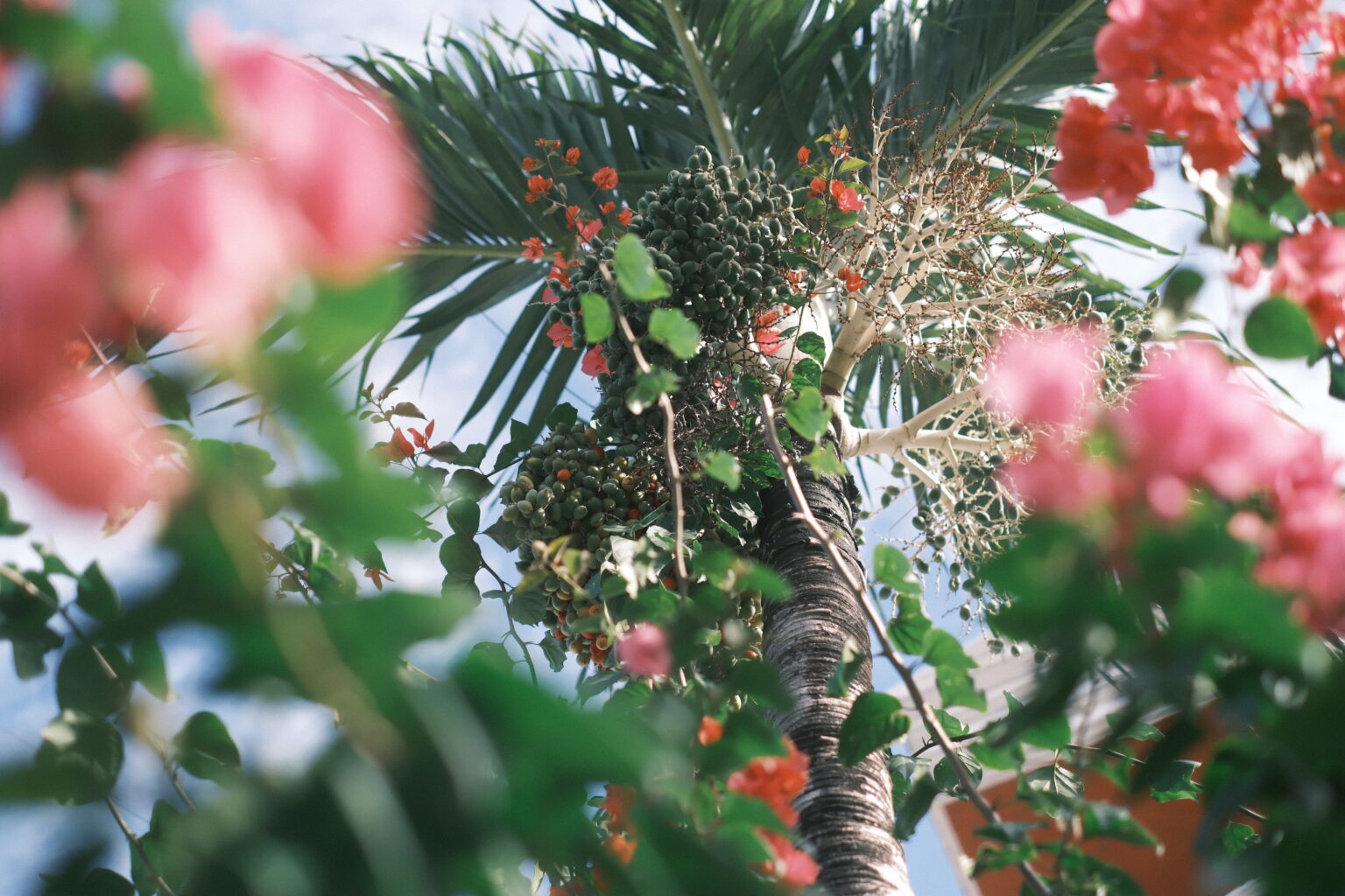 記憶やこころを写しだすカメラ 富士フイルム X-S20｜鈴木さや香 | ShaSha