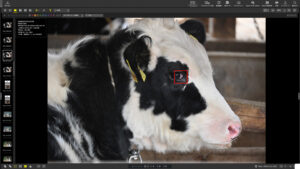 ニコン Z50IIで描く旅と日々のスナップ | ShaSha