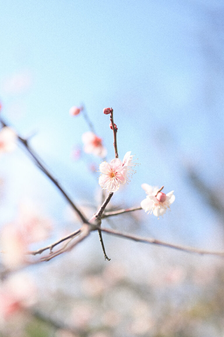 写真に温度感を宿す、ニコン Zfのフィルムグレインで広がる表現 | ShaSha